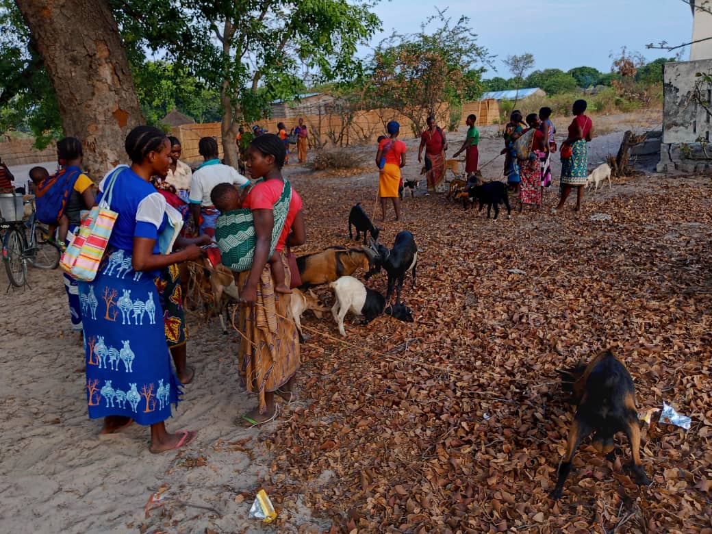 SUN ‘Lights’ up Kalabo…14 Mother Groups Empowered with Goats - The ...